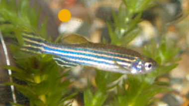 Exploratorium Online Archives