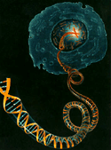 Scientists use many different kinds of visual representations of DNA ...